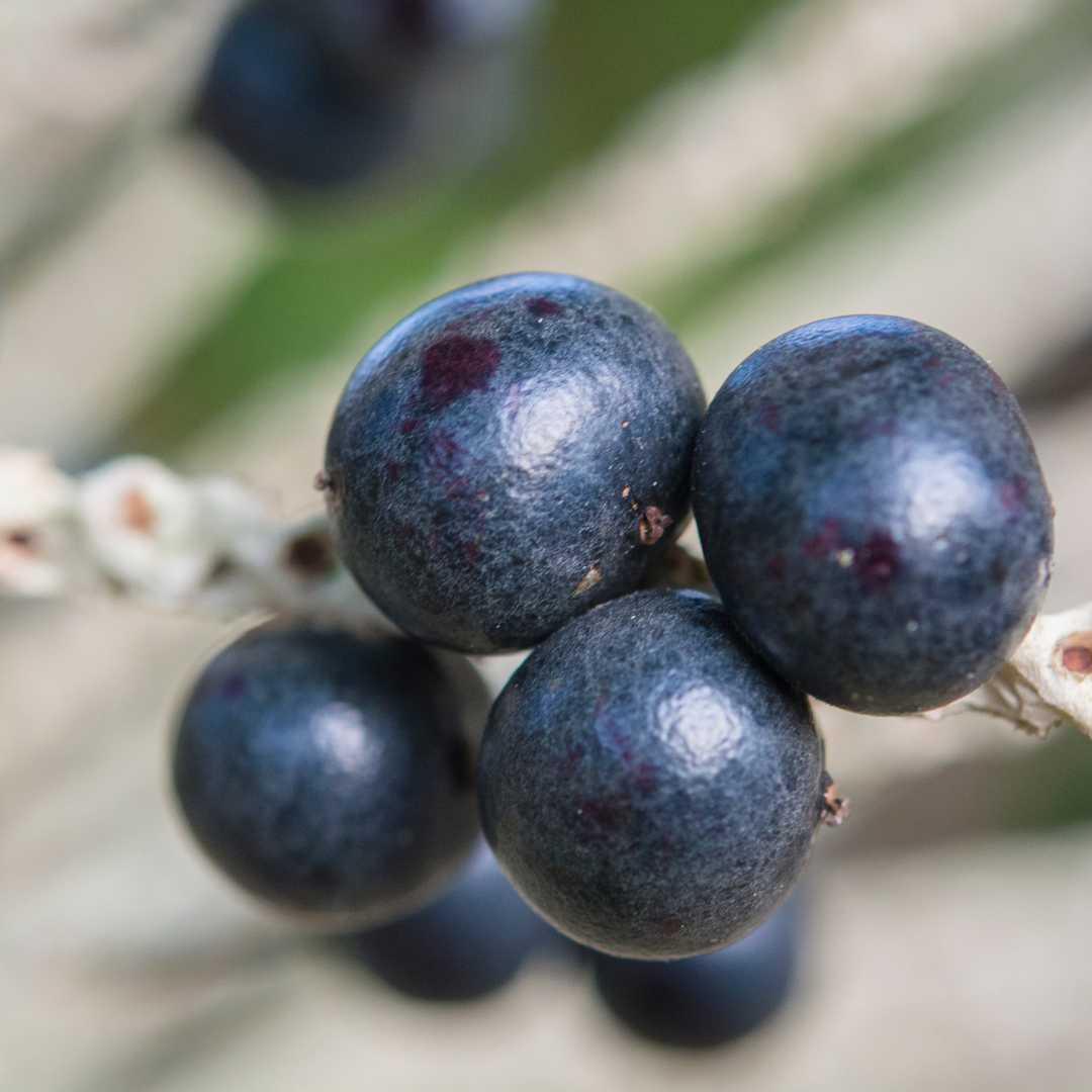 Unveiling the Mystery: Is Acai a Fruit or a Berry? – Smoof Acai Singapore